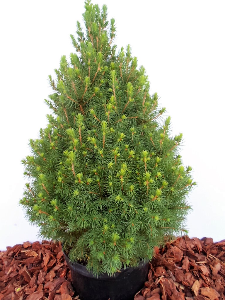 Baltoji eglė Conica | Klaipėdos Medelynas | Želdiniai Tik Jums