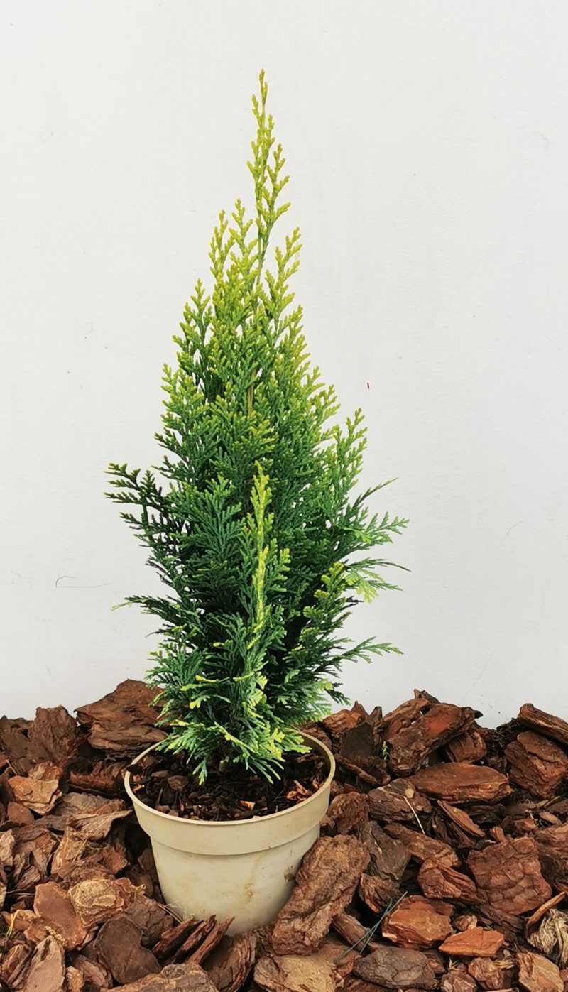 Puskiparisiai | Puskiparasis | Klaipėdos Medelynas | Želdiniai Tik Jums