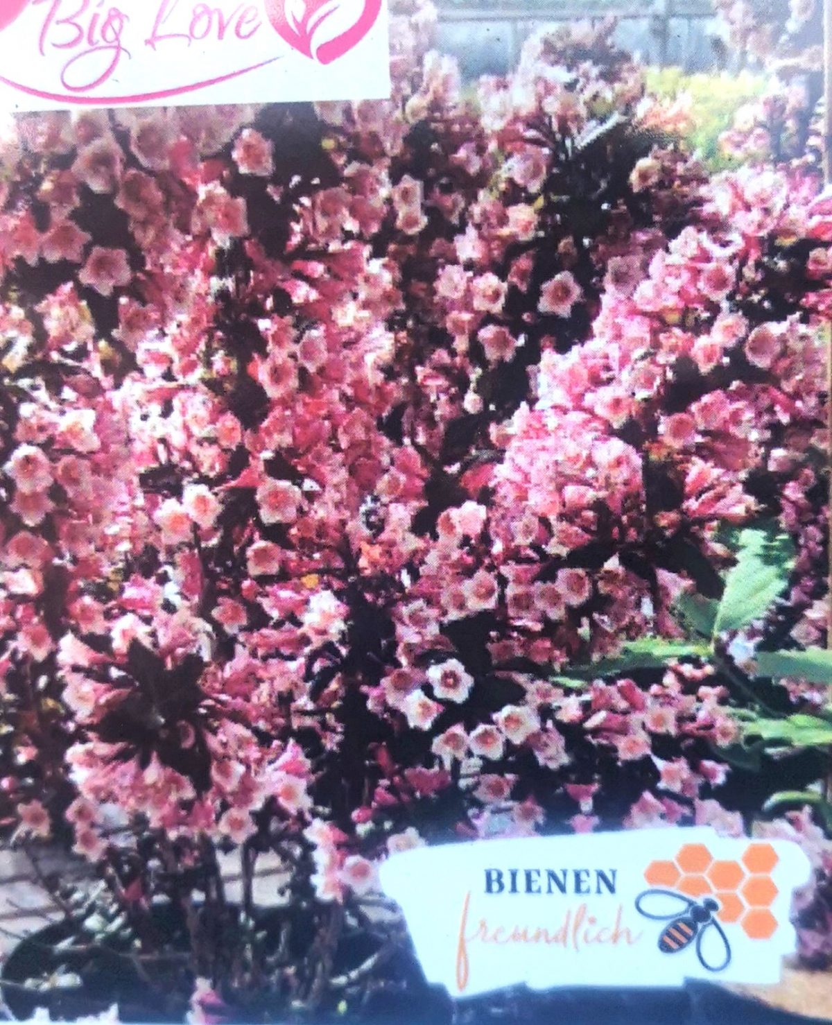 Veigelės | Weigela | Klaipėdos Medelynas | Želdiniai Tik Jums
