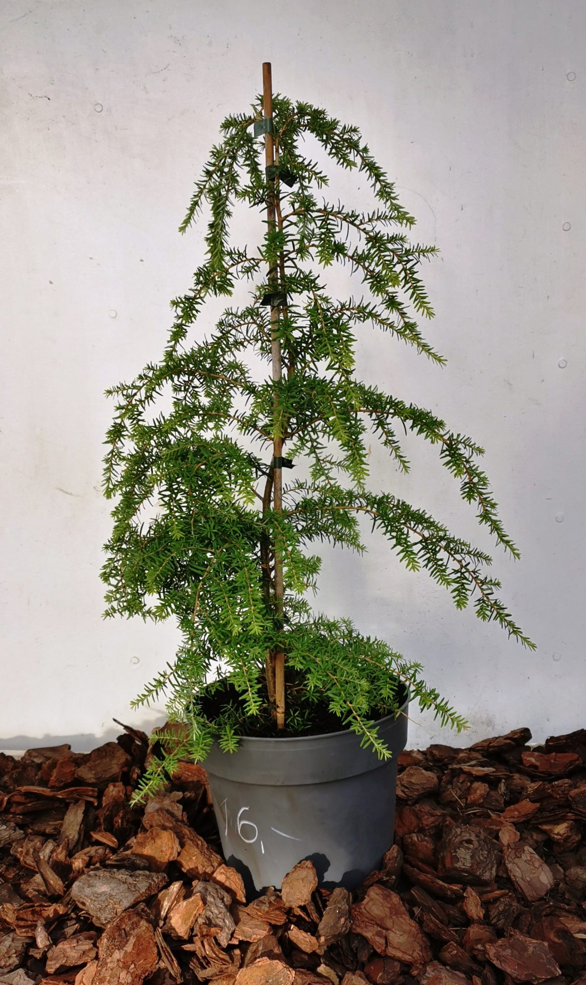 Diselma ‘Hulsdonk’ (Diselma Archeri) – Aukštis 10 cm – Kaina 15,00 ...